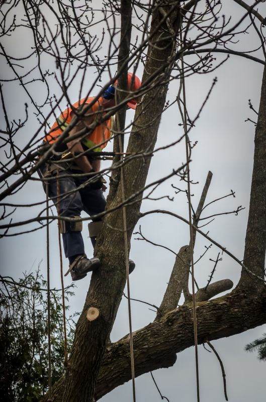 Expert Tree Limb Cutting Services for Safe Tree Care